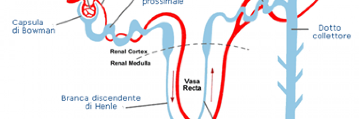 Come funziona il rene? Uno sguardo approfondito al nefrone - Wauniversity