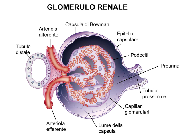Come funziona il rene? Uno sguardo approfondito al nefrone - Wauniversity
