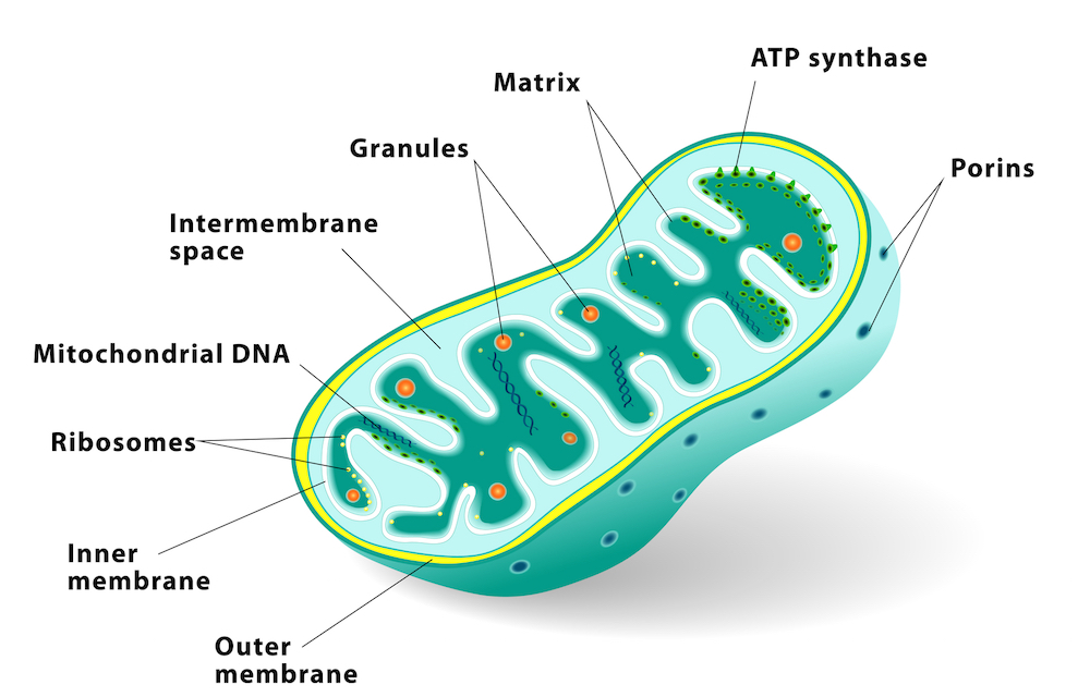 Le 10 funzioni del mitocondrio: le conosci tutte? - Wauniversity